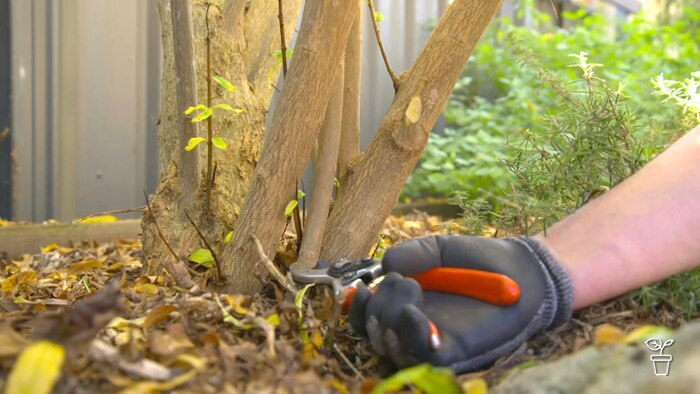 Pruning Pomegranate - Gardening Australia