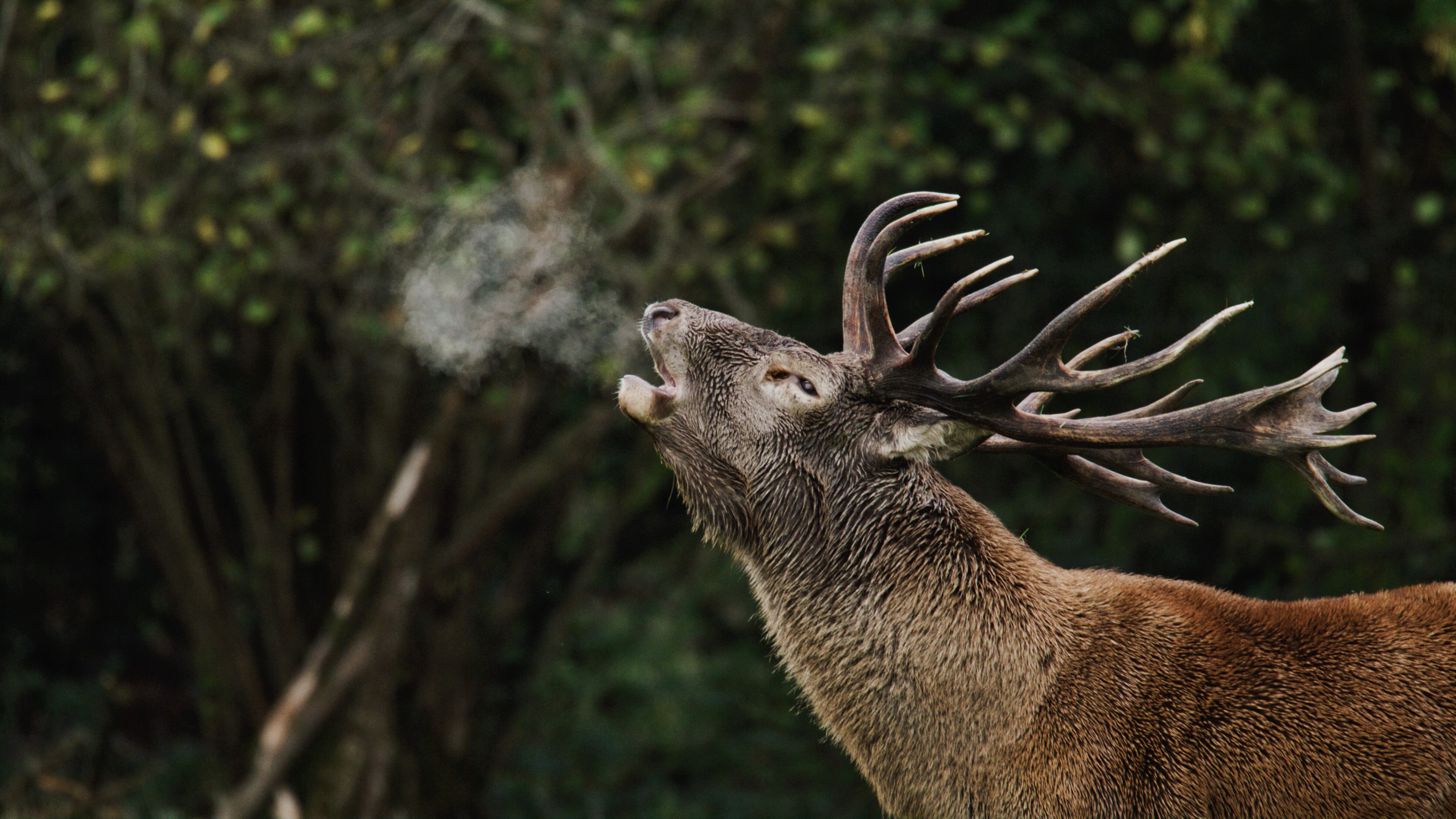 Wilding, based on Isabella Tree's book, shows how one failing farm ...