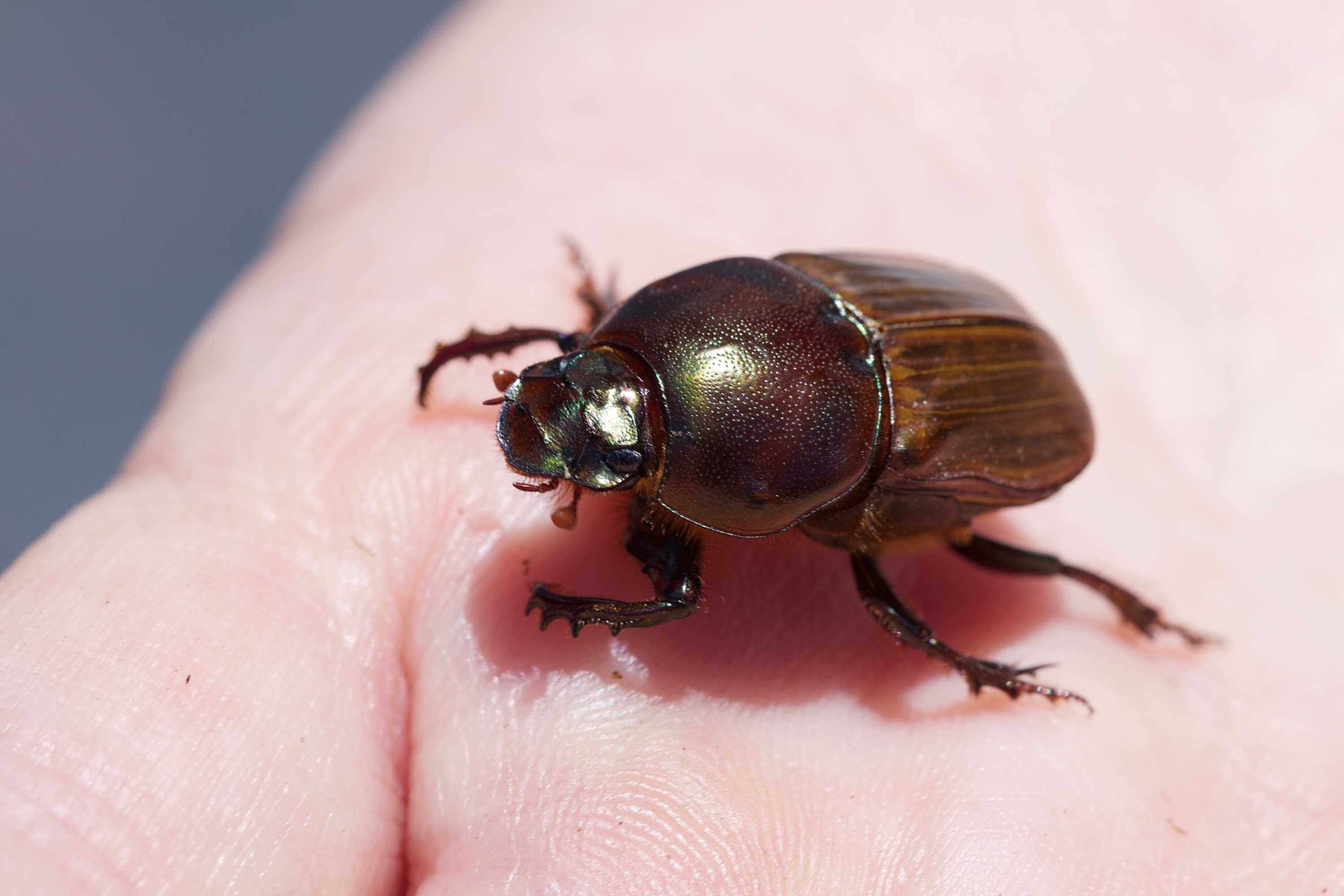 Eat poo, have sex, die happy: the life of a dung beetle - ABC listen