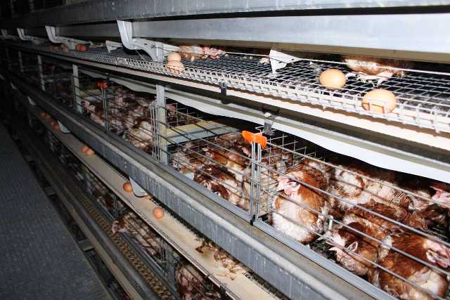 Battery farm video footage obtained by animal activists shows hens ...