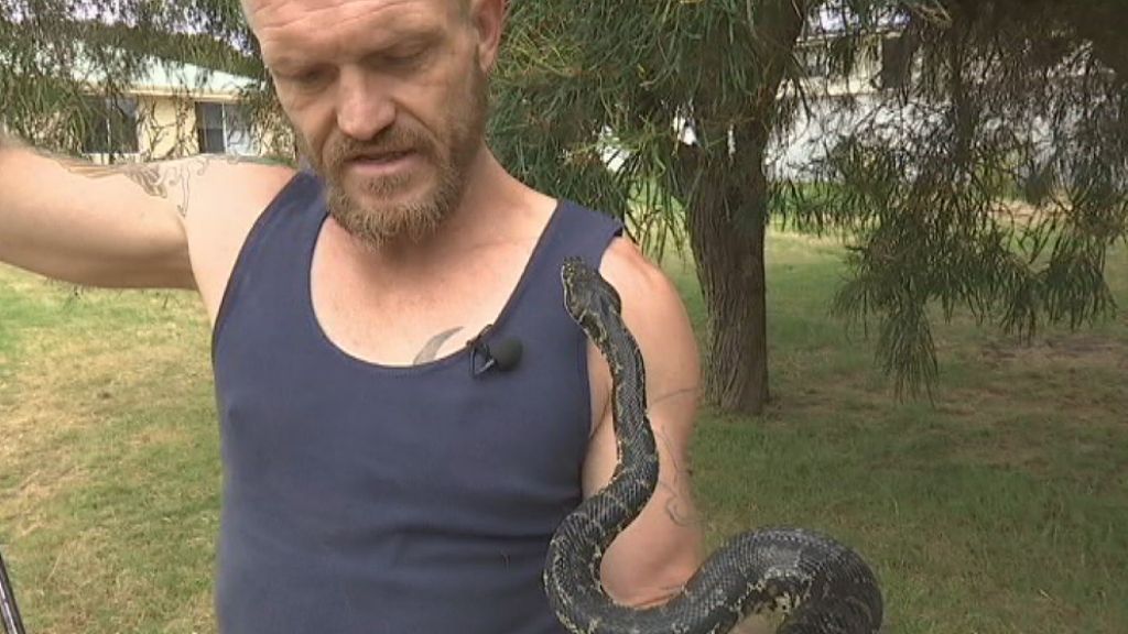 Snake handler wants people to call a professional to deal with snakes ...