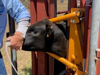 Technology developed by NASA helping to 'sniff out' pregnancy in ...