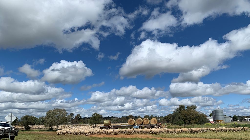 Close to 15,000 sheep filled the town of Hay to avoid wet weather ahead ...
