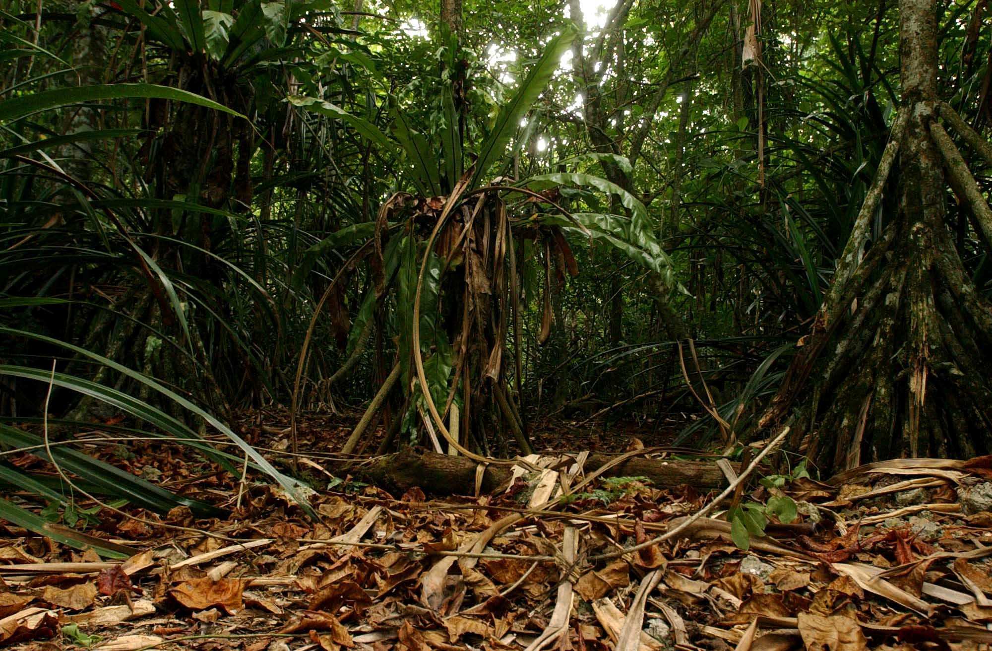 WA doctor lost in jungle on Christmas Island survived by drinking cave ...