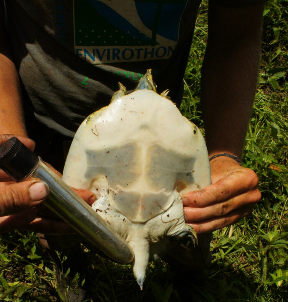Turtle researchers turn to sex toys to determine male and female of ...
