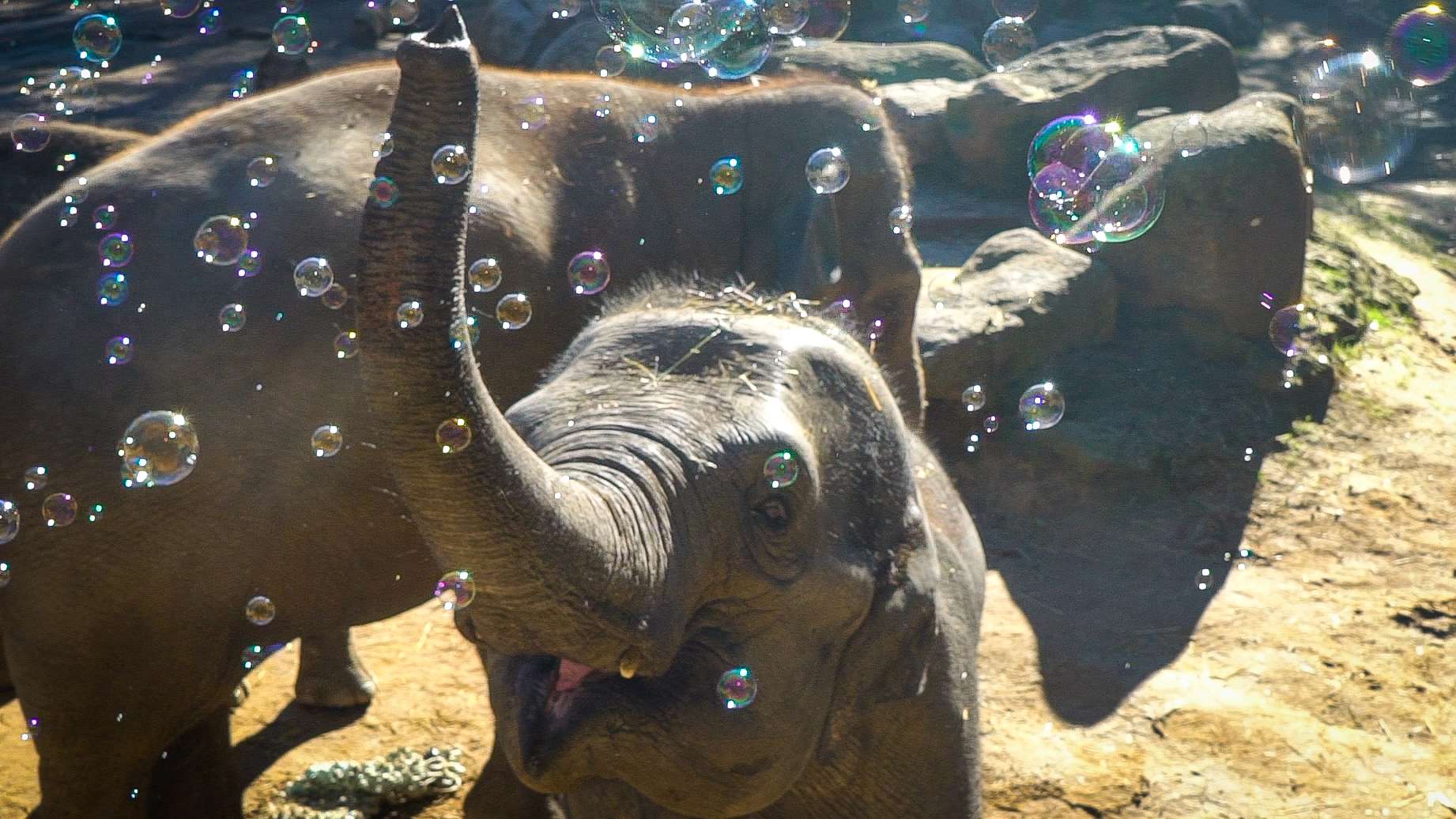 Animals play with bubbles at Melbourne Zoo to protect wildlife from ...