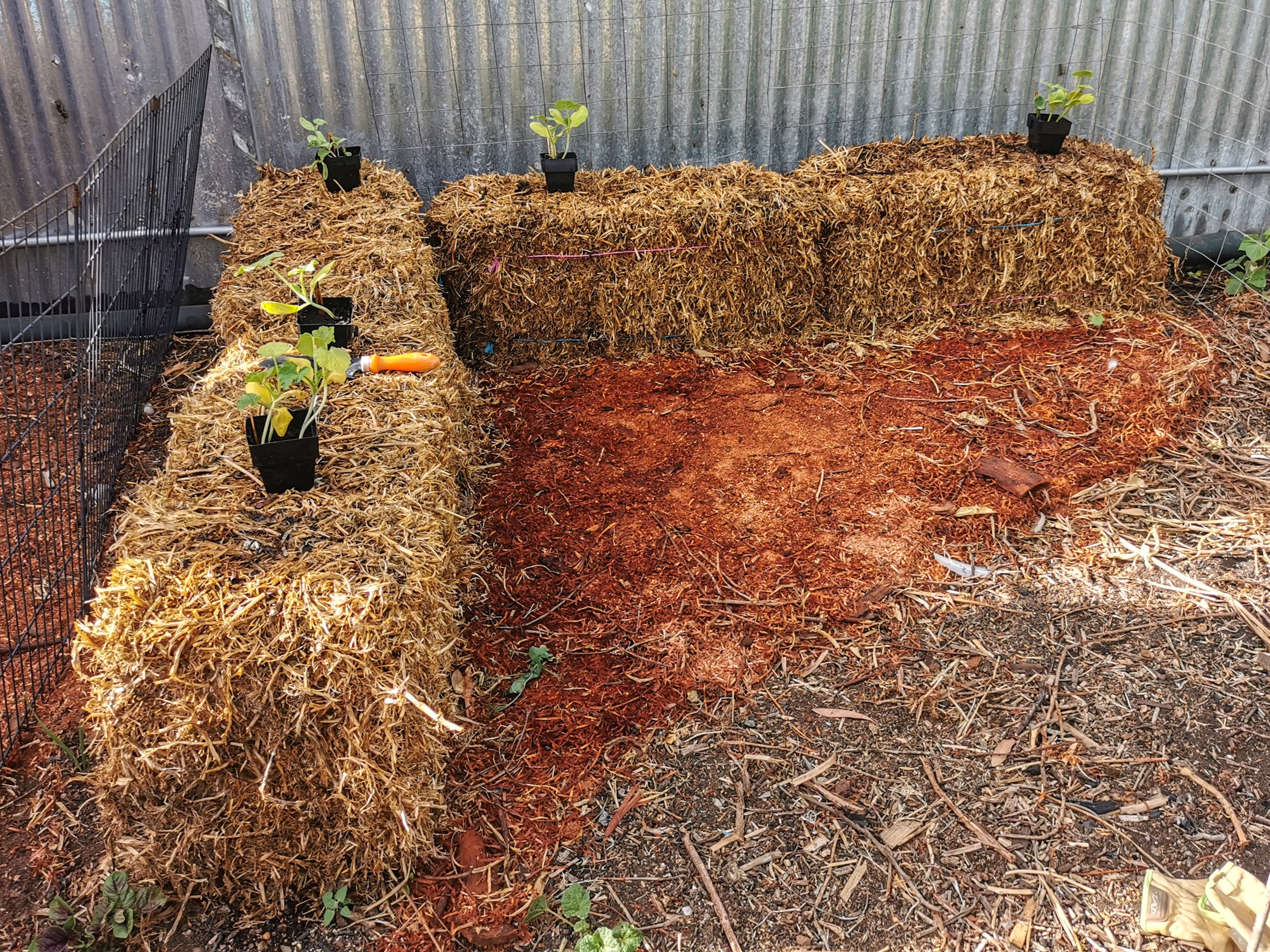 Why I decided to grow veggies in straw bales — and fertilise them with ...