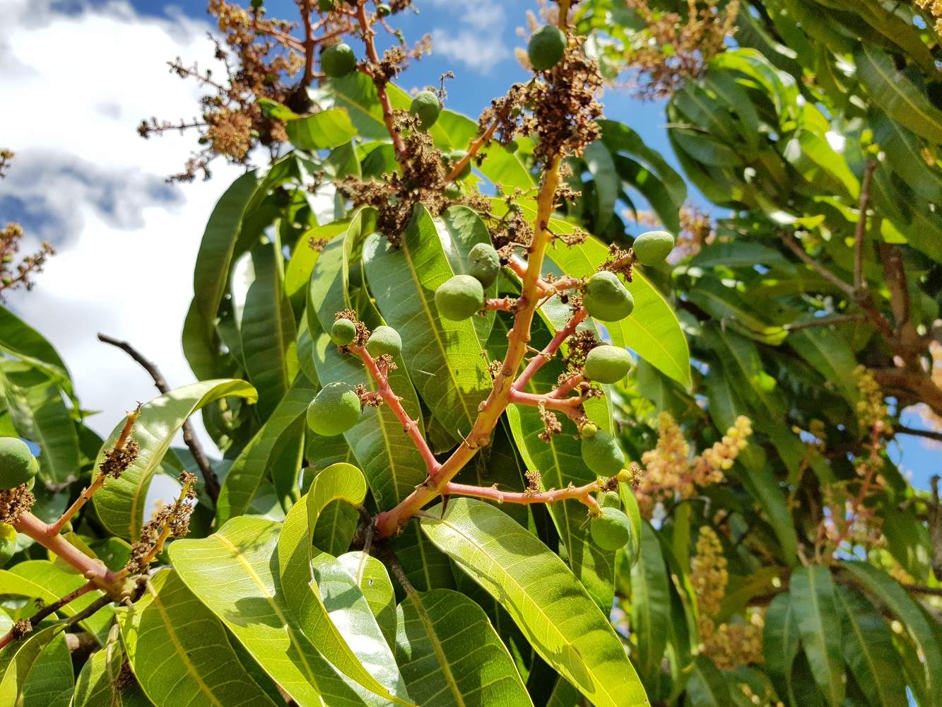Blooming good outlook for Queensland Christmas mangoes - ABC News