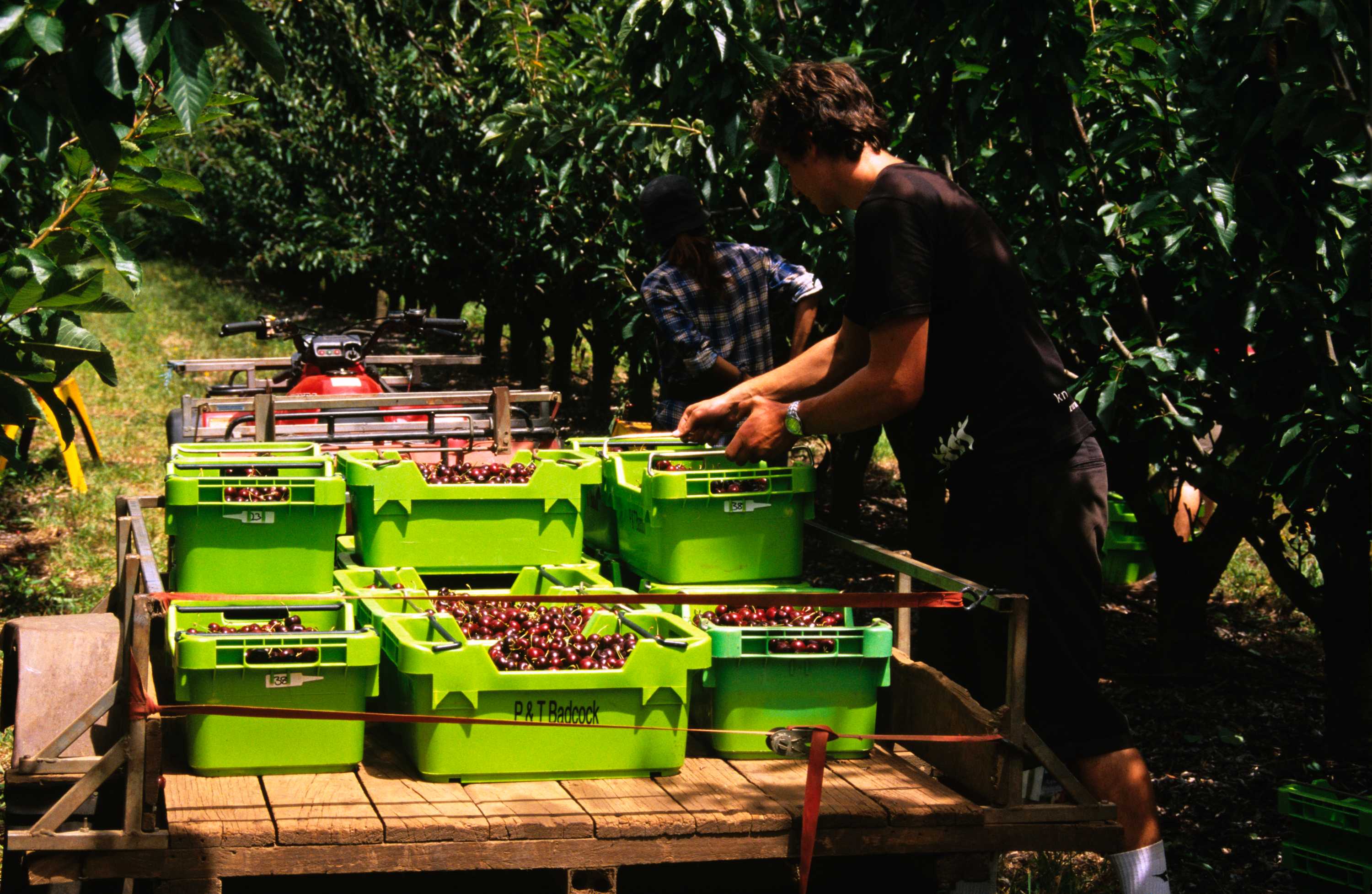 'Farmers want ya': Is fruit picking the answer to no jobs for young ...