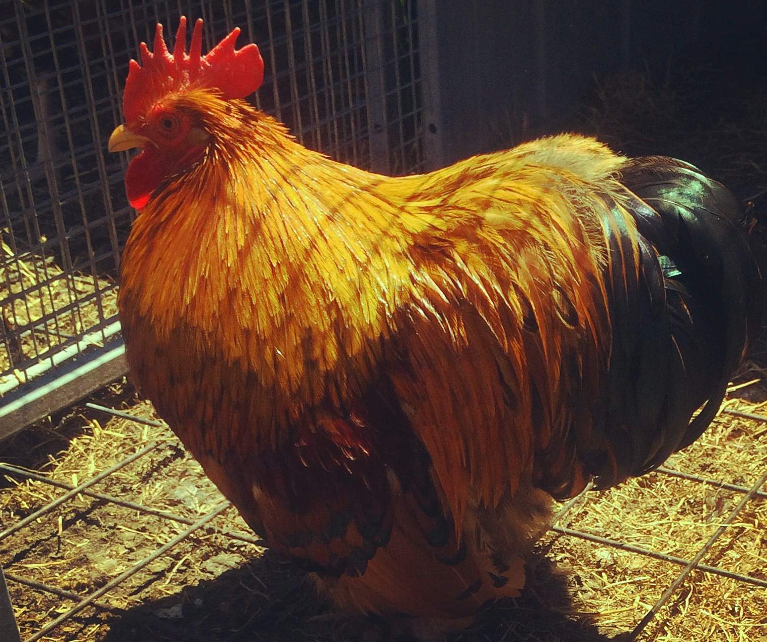 Aesthetics over eggs: how funky free-range chickens are the latest ...