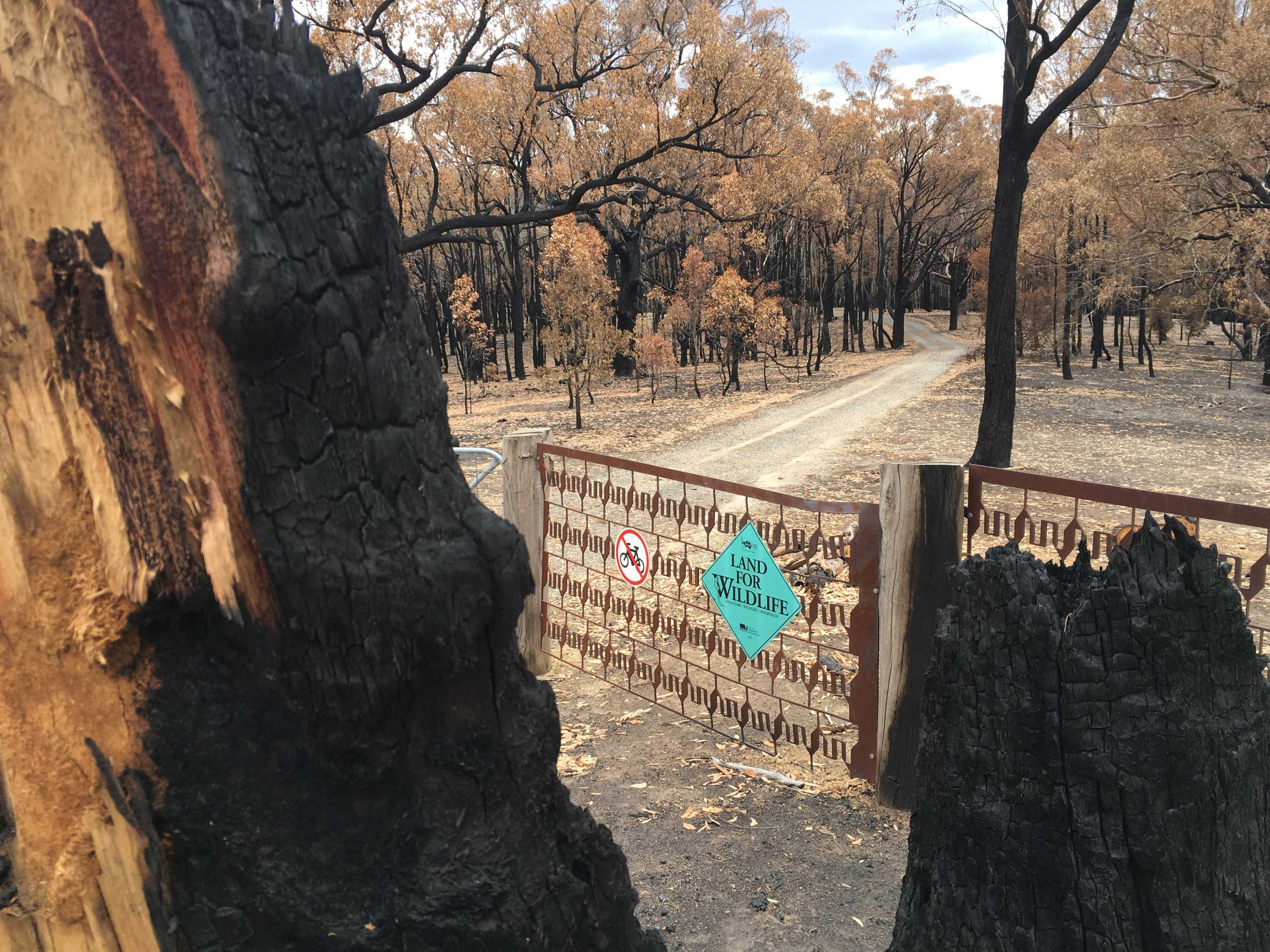 Scotsburn fire: The aftermath of the 'other' Victorian bushfire - ABC News