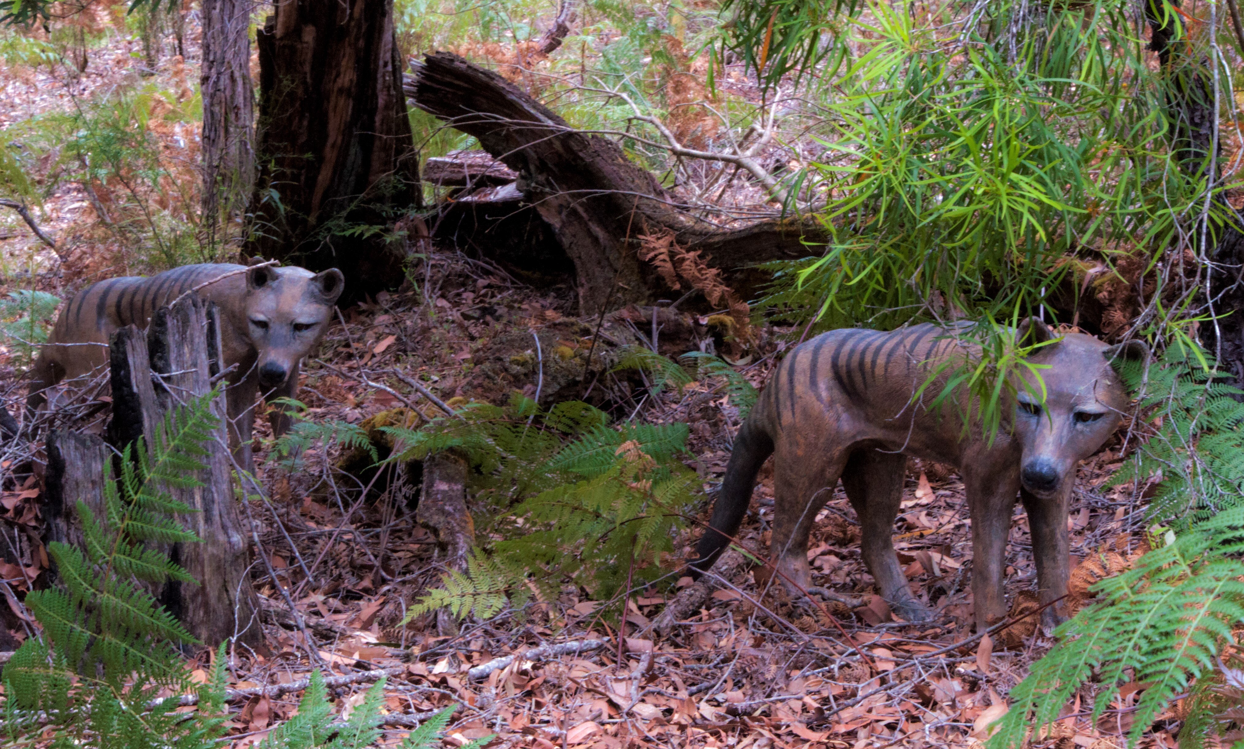 Tasmanian tiger alive in spirit in thylacine-obsessed WA town of Nannup ...
