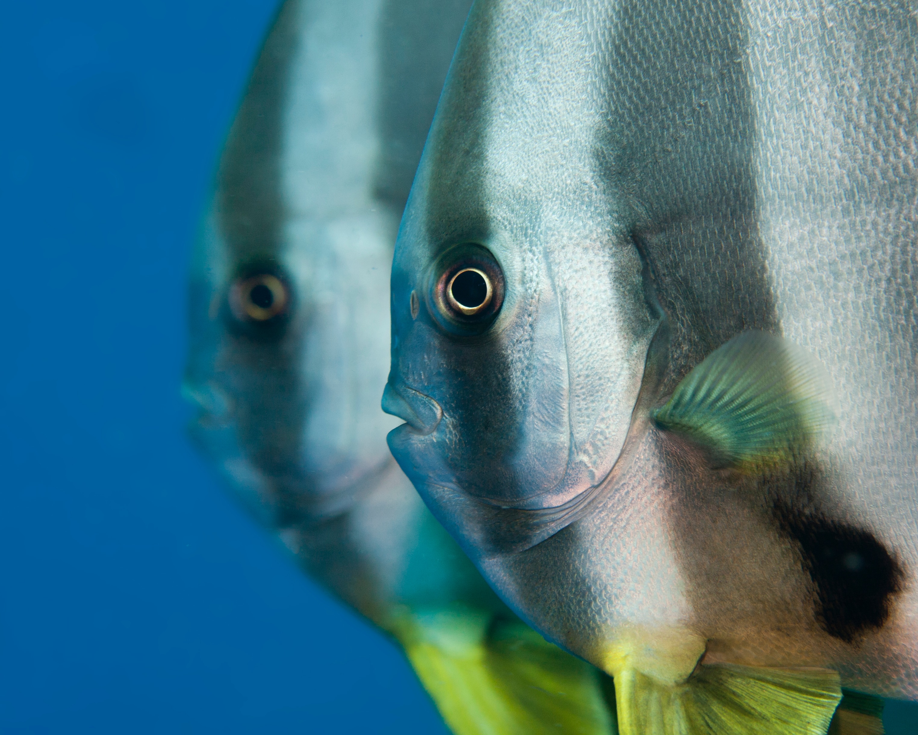 How do animals make all those weird and wonderful sounds? - ABC News