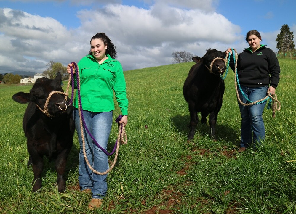 Scottsdale High celebrates 25 years of Cattle handling - ABC listen