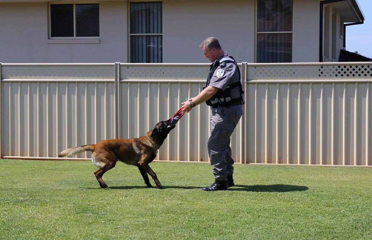 Australian security guard of the year credits canine sidekick for ...