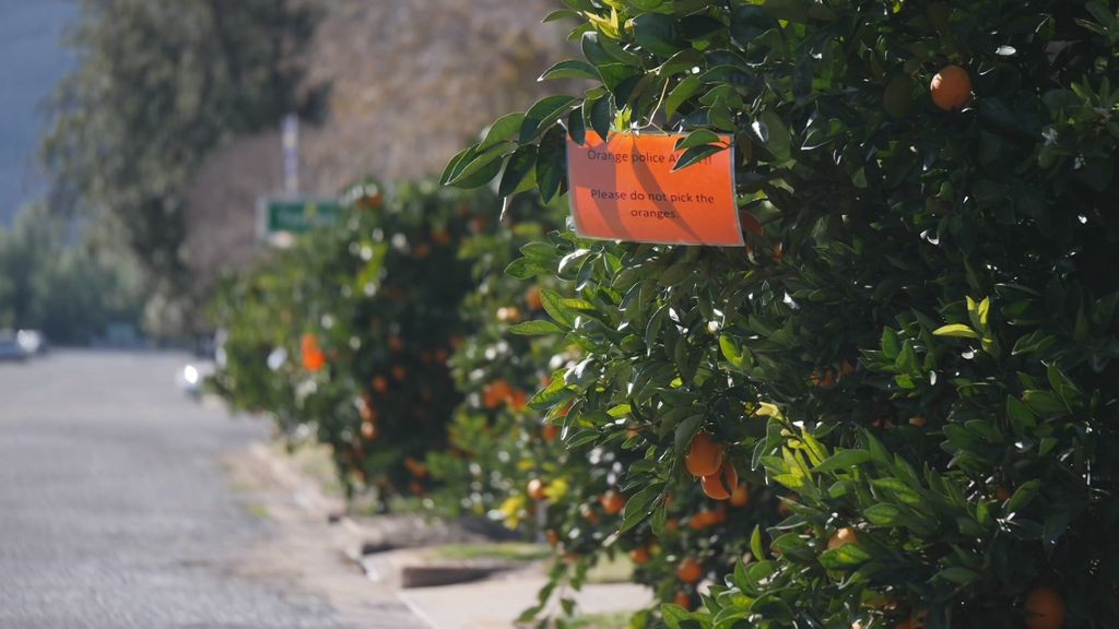 Fruits of Remembrance: The orange trees of Bingara - ABC News