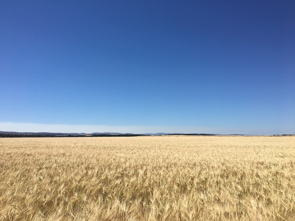 Western Australia Country Hour - ABC listen
