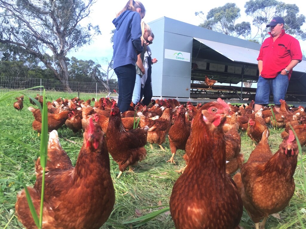 Dust bathing, free range chooks living it up, caravanning from paddock ...
