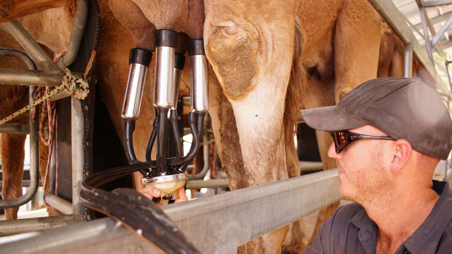 'Salty skim milk': WA's first pasteurised camel's milk hits the market ...