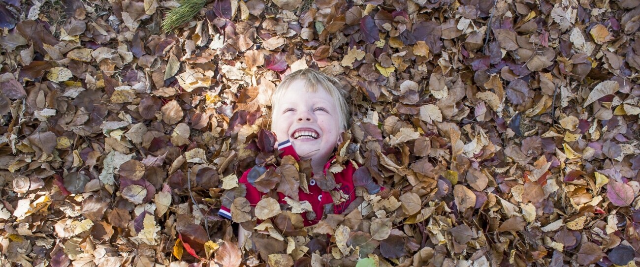 Five child-friendly bushwalking spots close to Melbourne - ABC News