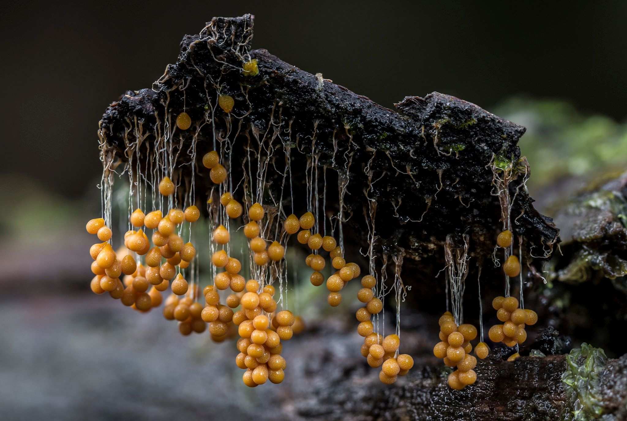 Peek under the fallen leaves or damp roots at your place and you might ...