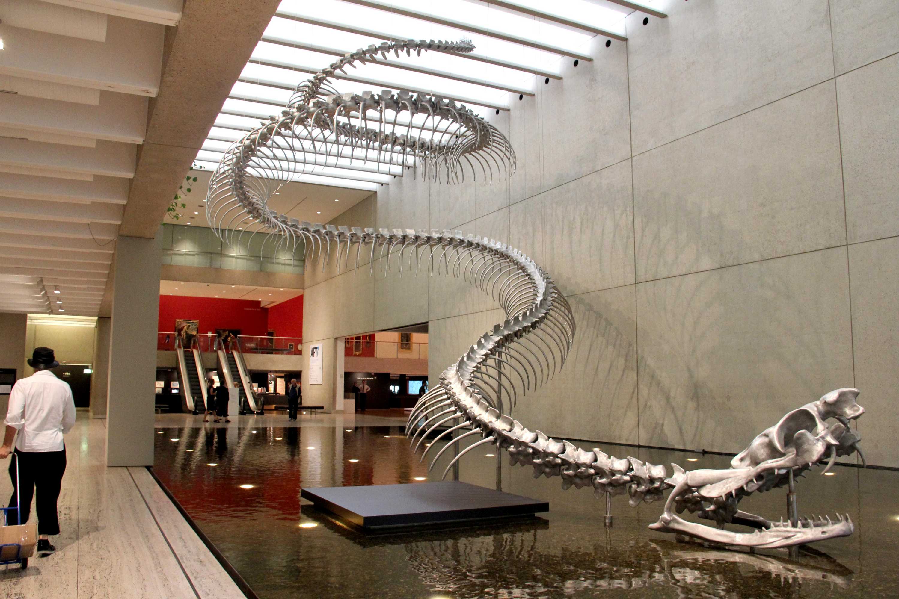 Titanoboa Skeleton In Museum
