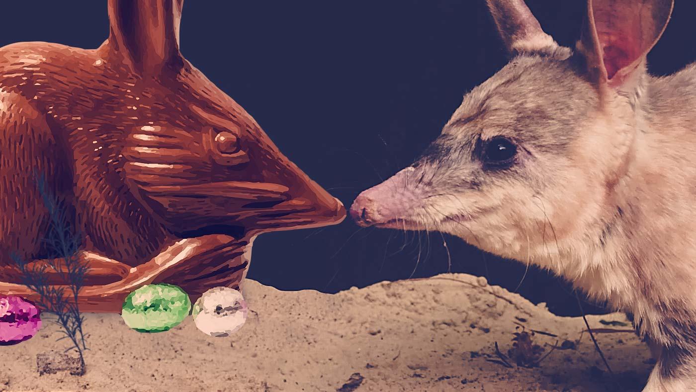 Easter Bilbies - Behind The News