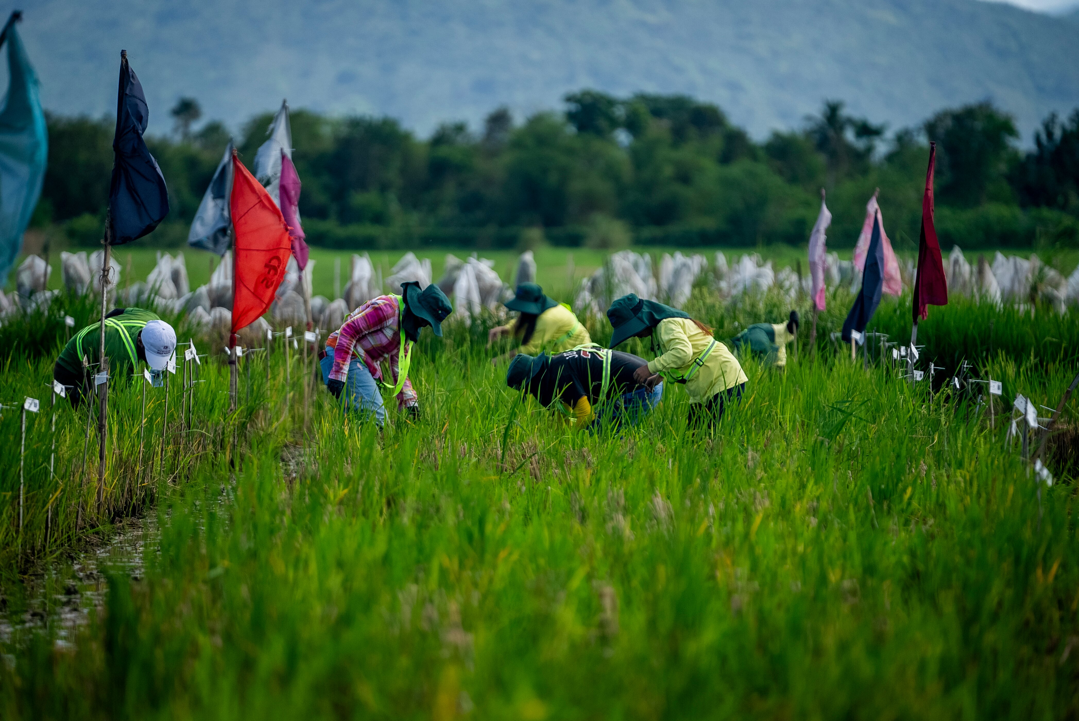 Cutting Rice's Carbon Footprint: How Scientists Are Tackling Climate ...