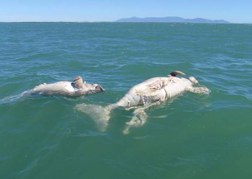 Dead dugongs found trapped in illegal nets - ABC News