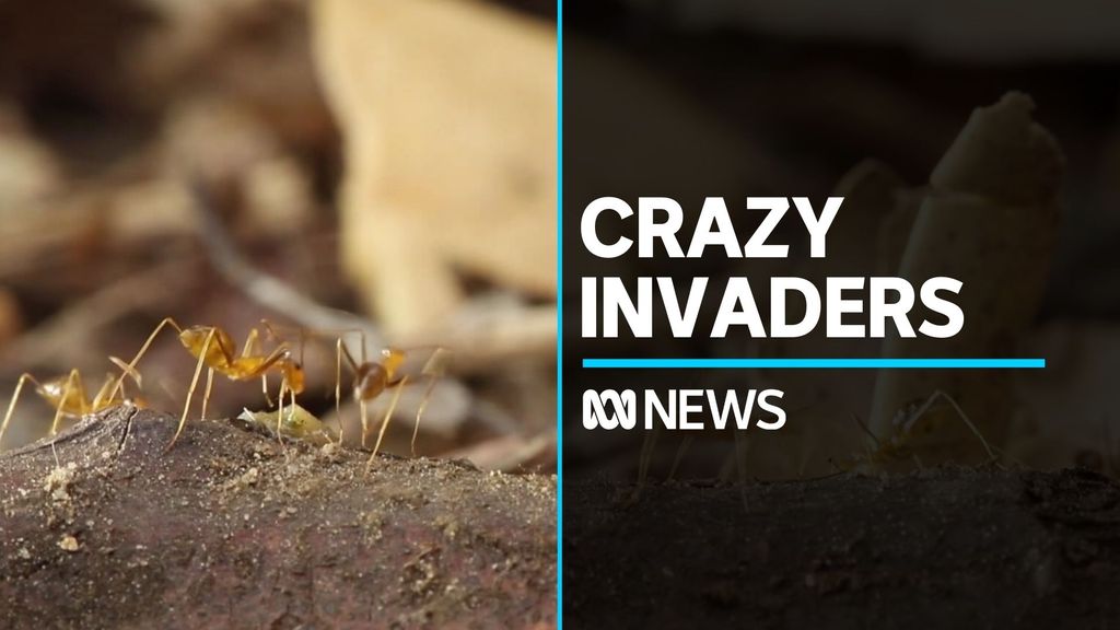 Authorities fighting invasive ant species say the war is far from over ...