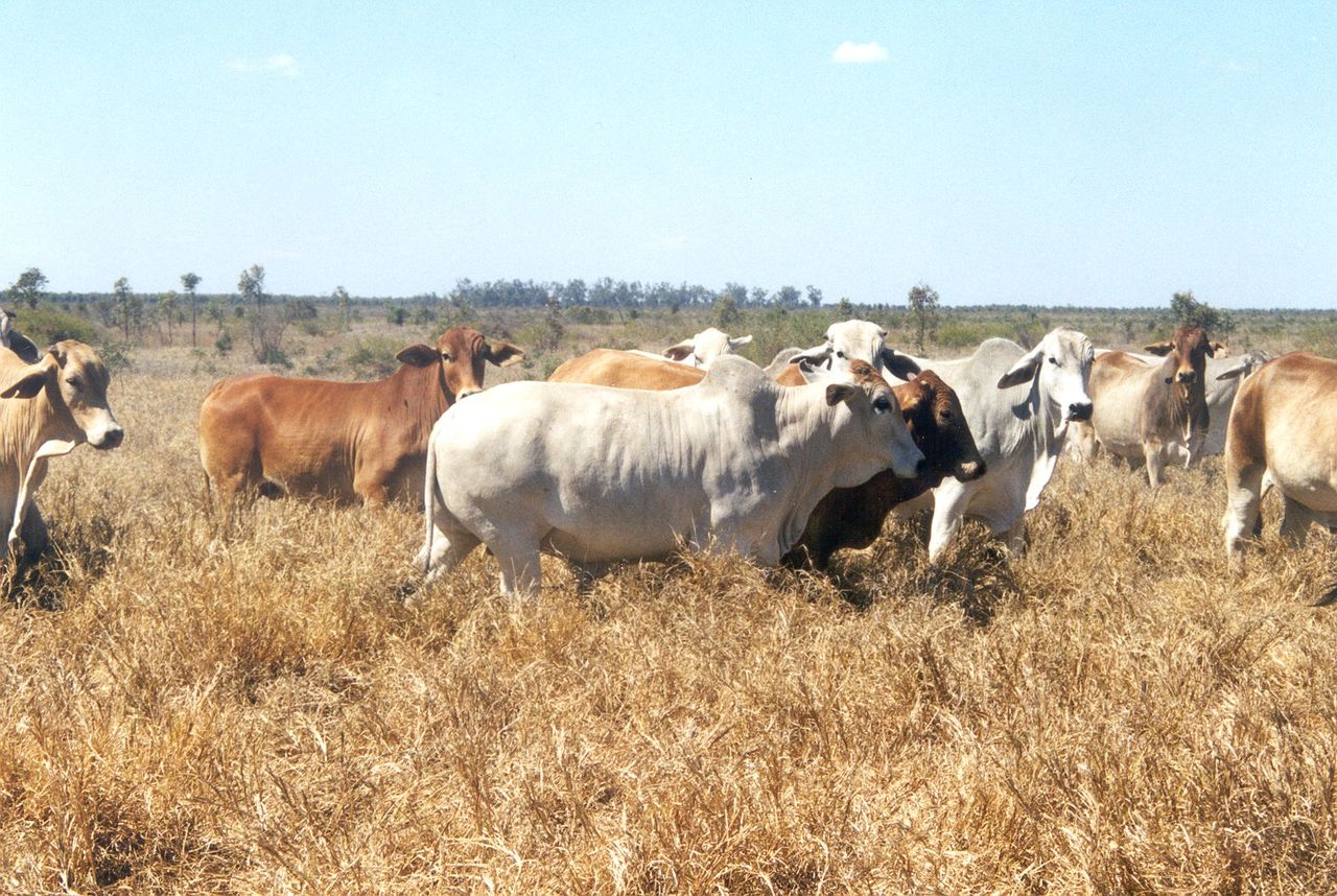 The brahman - ABC News