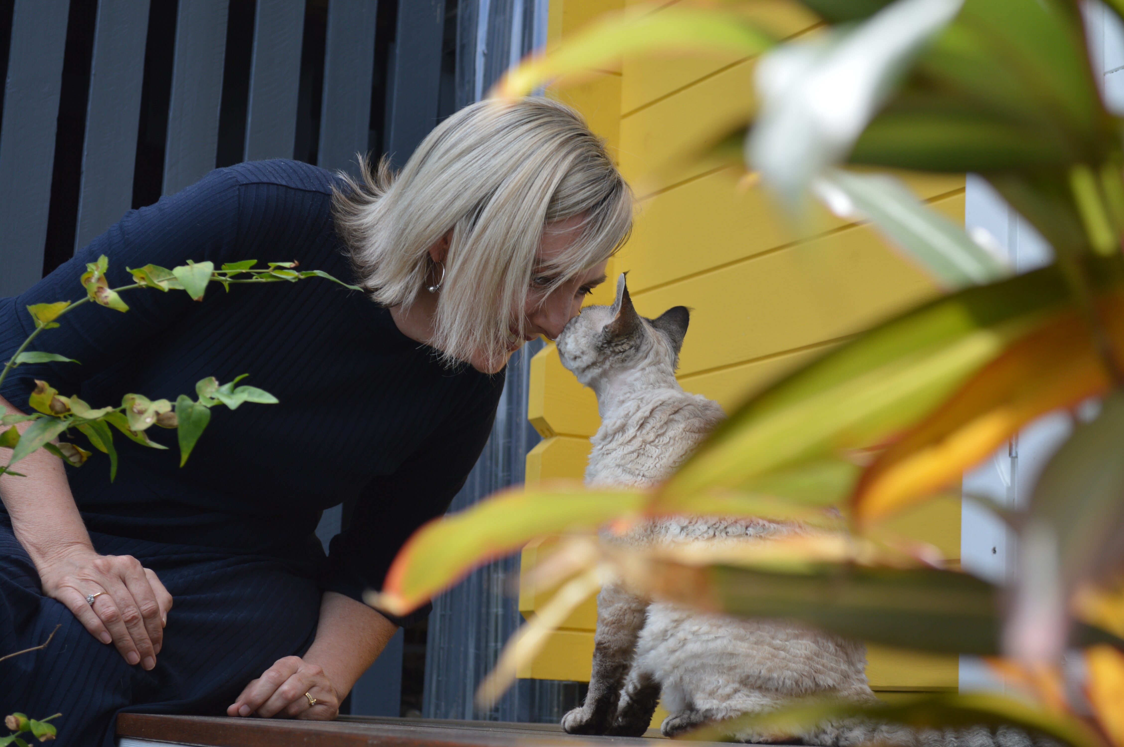 How 'therapy cats' can reduce stress and teach emotional regulation ...