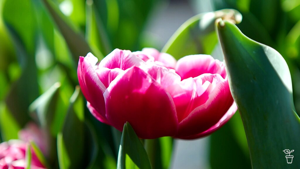 FAQs - Potted bulbs | Fabulous plant | Green almonds - Gardening Australia