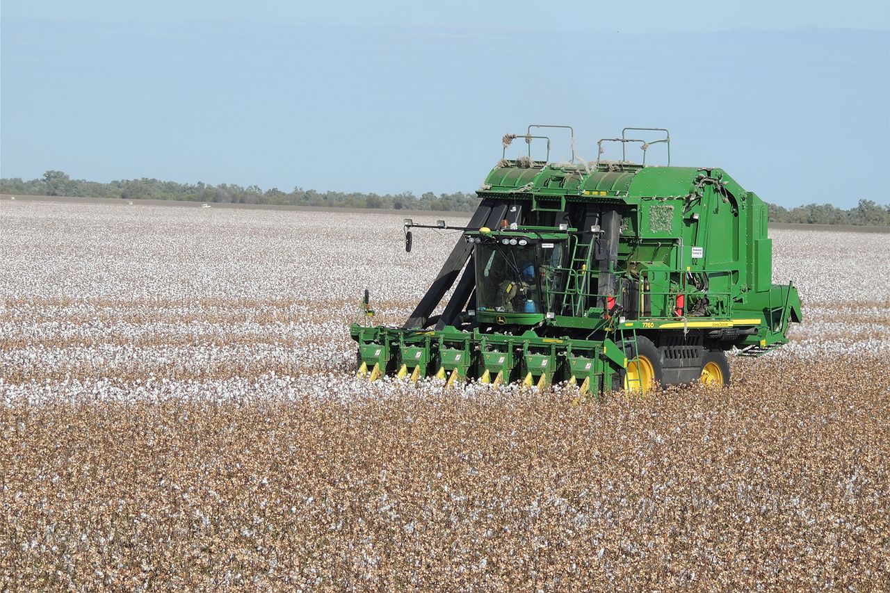 Bumper harvest for Cubbie Station - ABC News