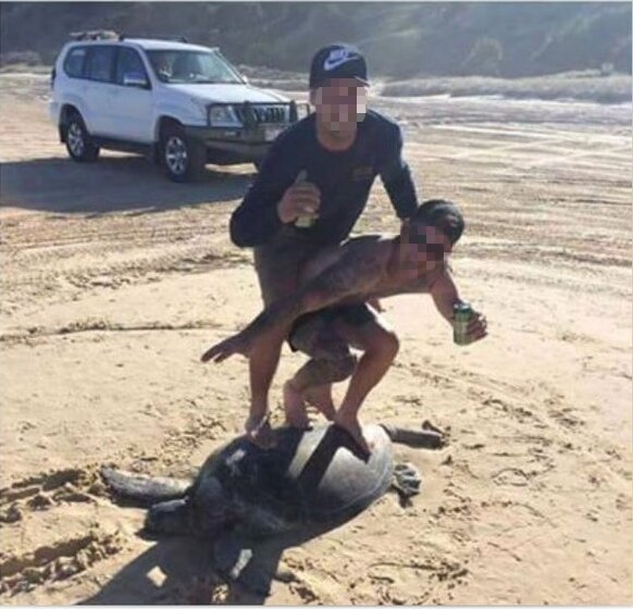 Photo of men 'surfing' on turtle at Fraser Island investigated by ...