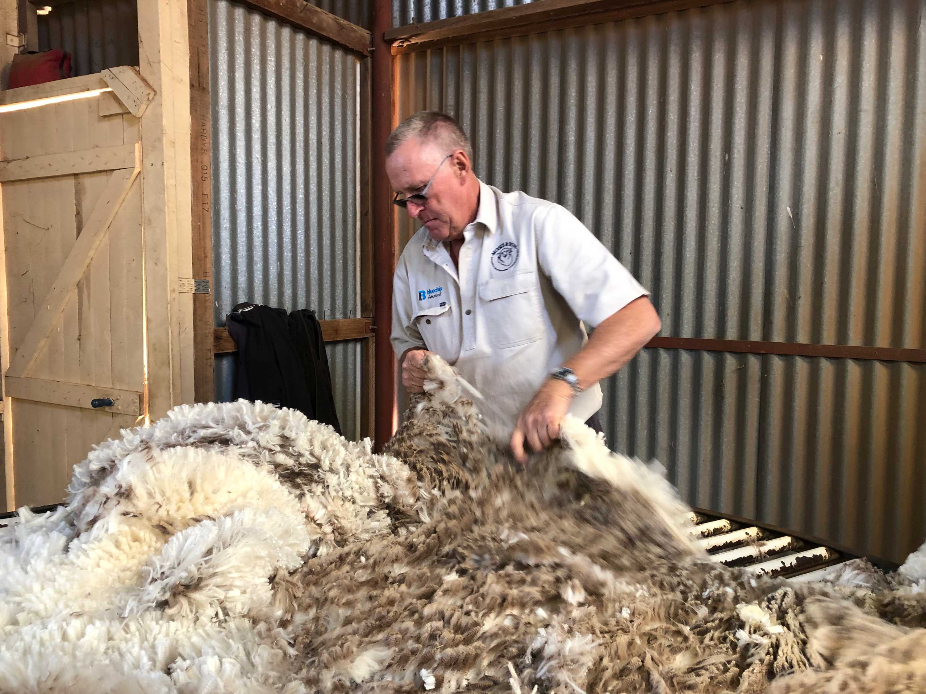 Quick go the shears as woolgrowers cash in on high prices in wool ...