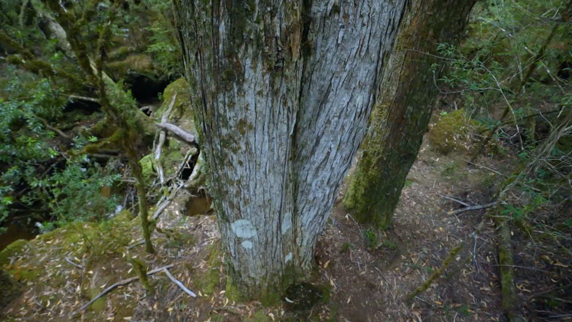 Catalyst: The ancient Huon pine - ABC Education