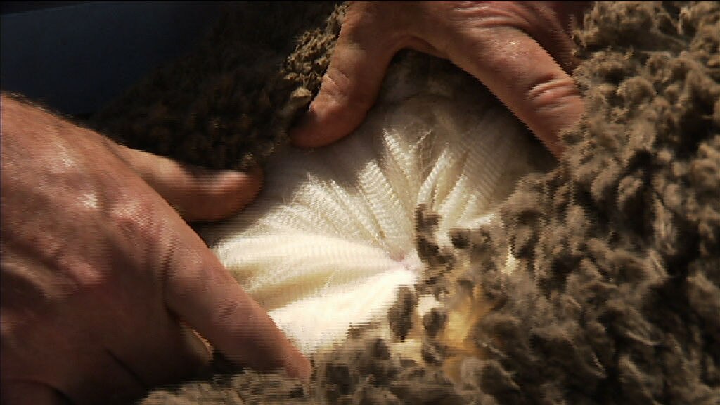 Sheep industry debates national breeding value database and whether ...