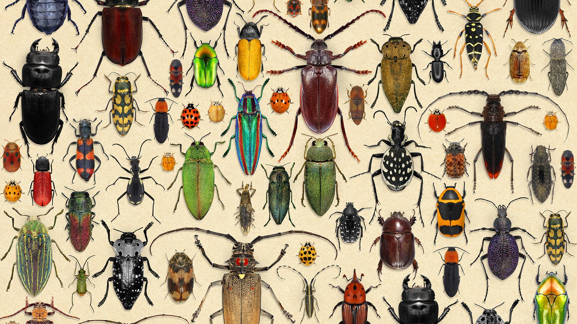 Taxonomy - Behind The News