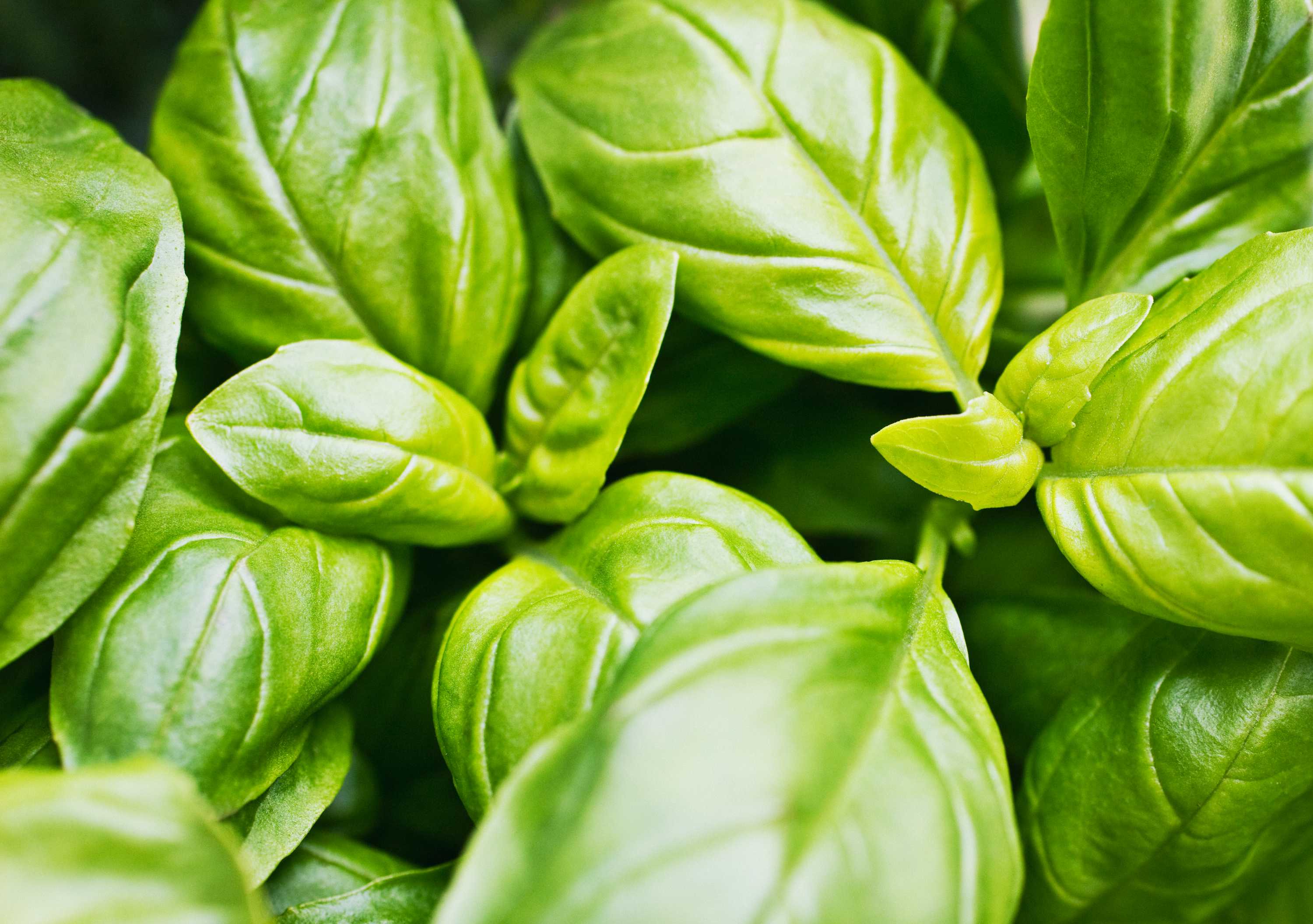 What herbs and vegetables should you plant right now - ABC listen