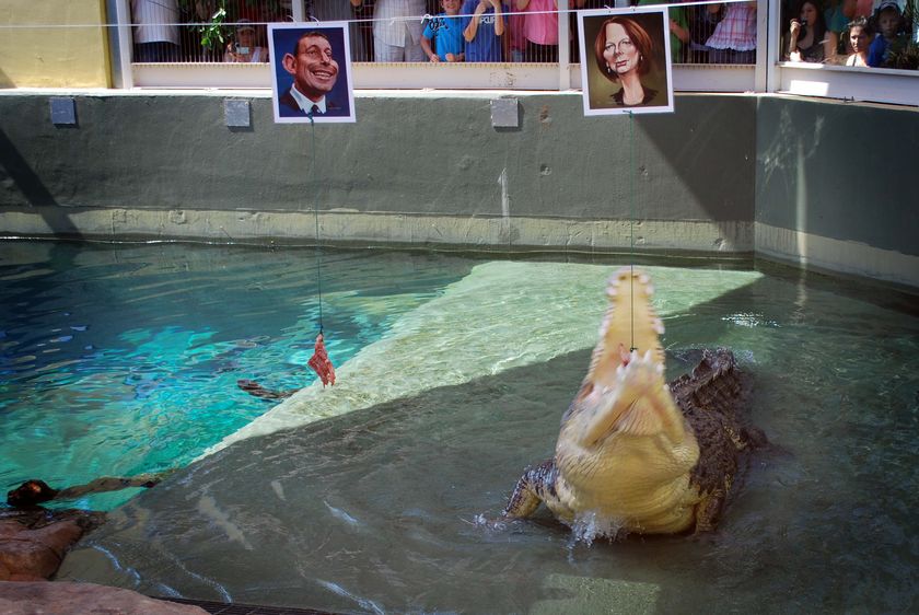 'Psychic' croc predicts Gillard victory - ABC News