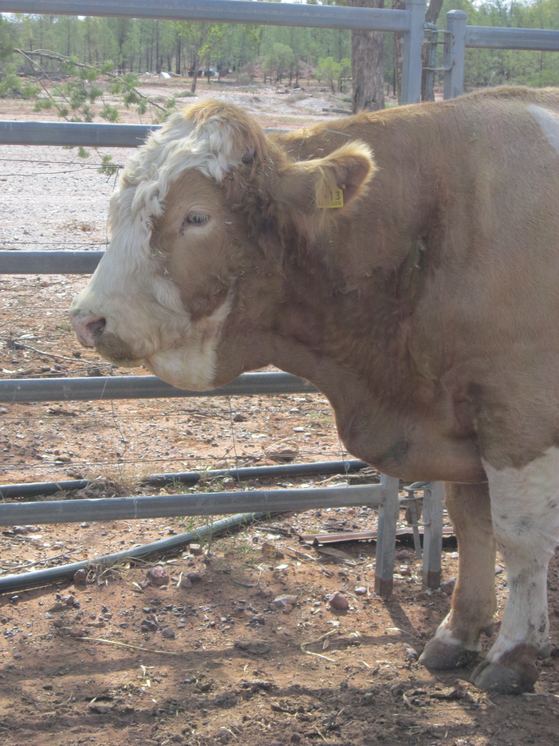Queensland cattle graziers predict 'horrific' cattle deaths as toxic ...