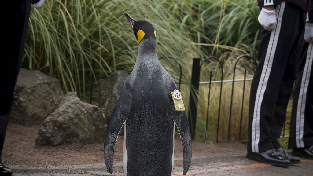 Penguin Sir Nils Olav III promoted to Brigadier in Royal Norwegian ...