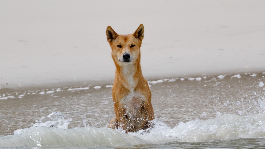 Dingo attacks young girl swimming on K'gari-Fraser Island | Flipboard Dingo attacks young girl swimming on K'gari-Fraser Island | Flipboard