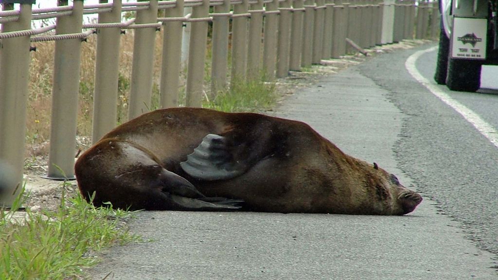 Seal takes a break on highway - ABC News