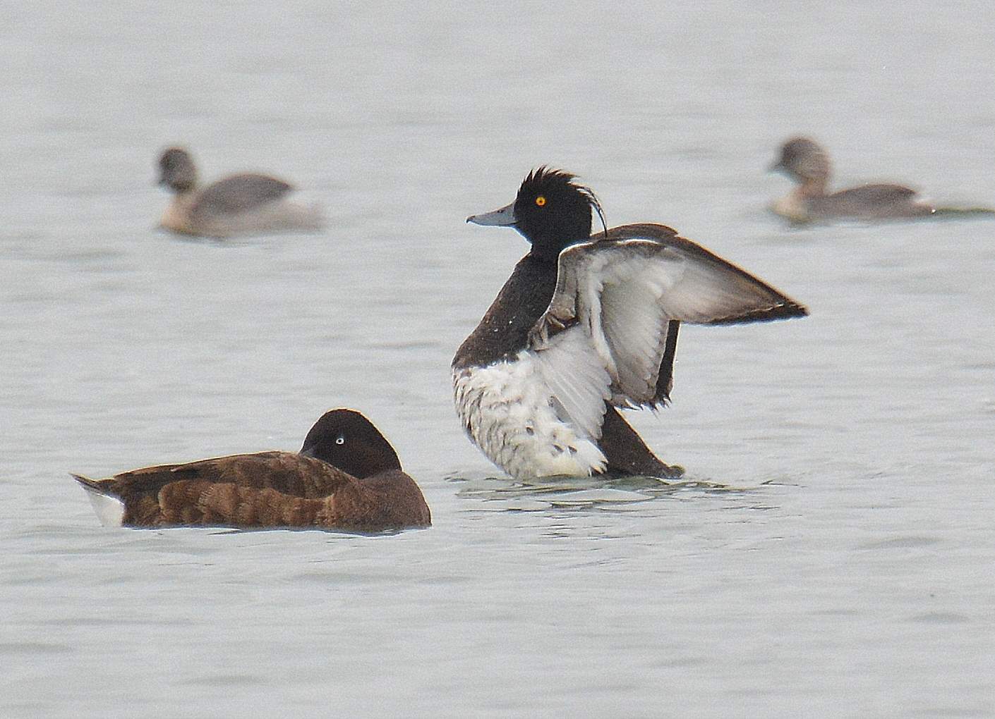 Rare bird and passionate twitchers provide huge economic boost - ABC News