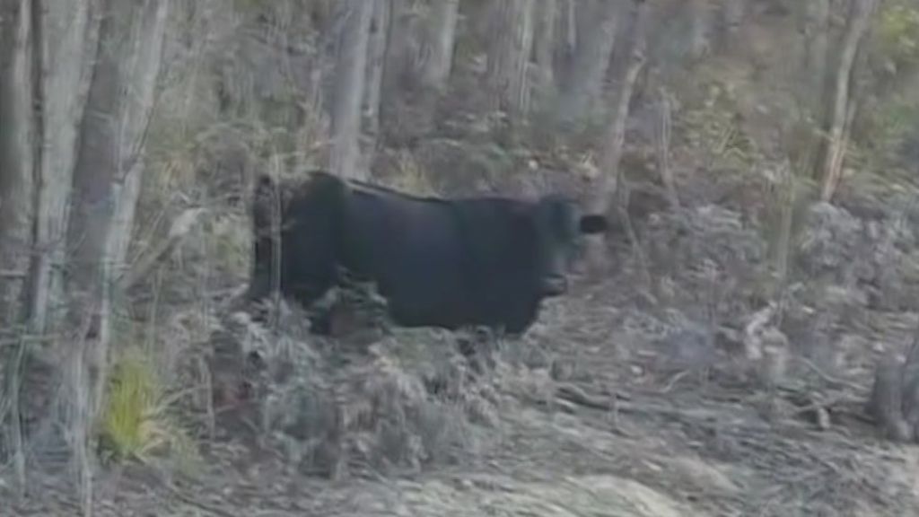 A herd of about 30 feral cattle is causing problems and evading ...
