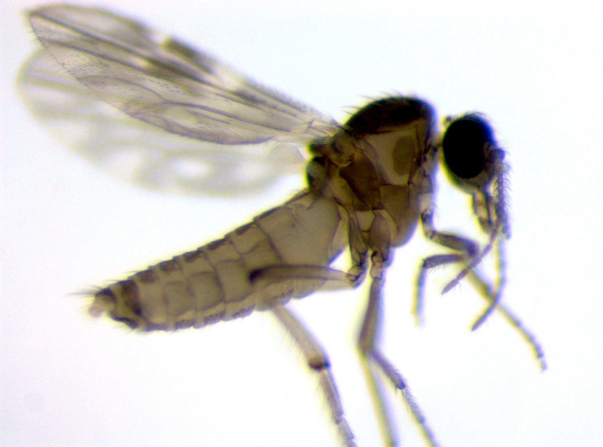 Sunshine Coast midge outbreak worst in 50 years - ABC News