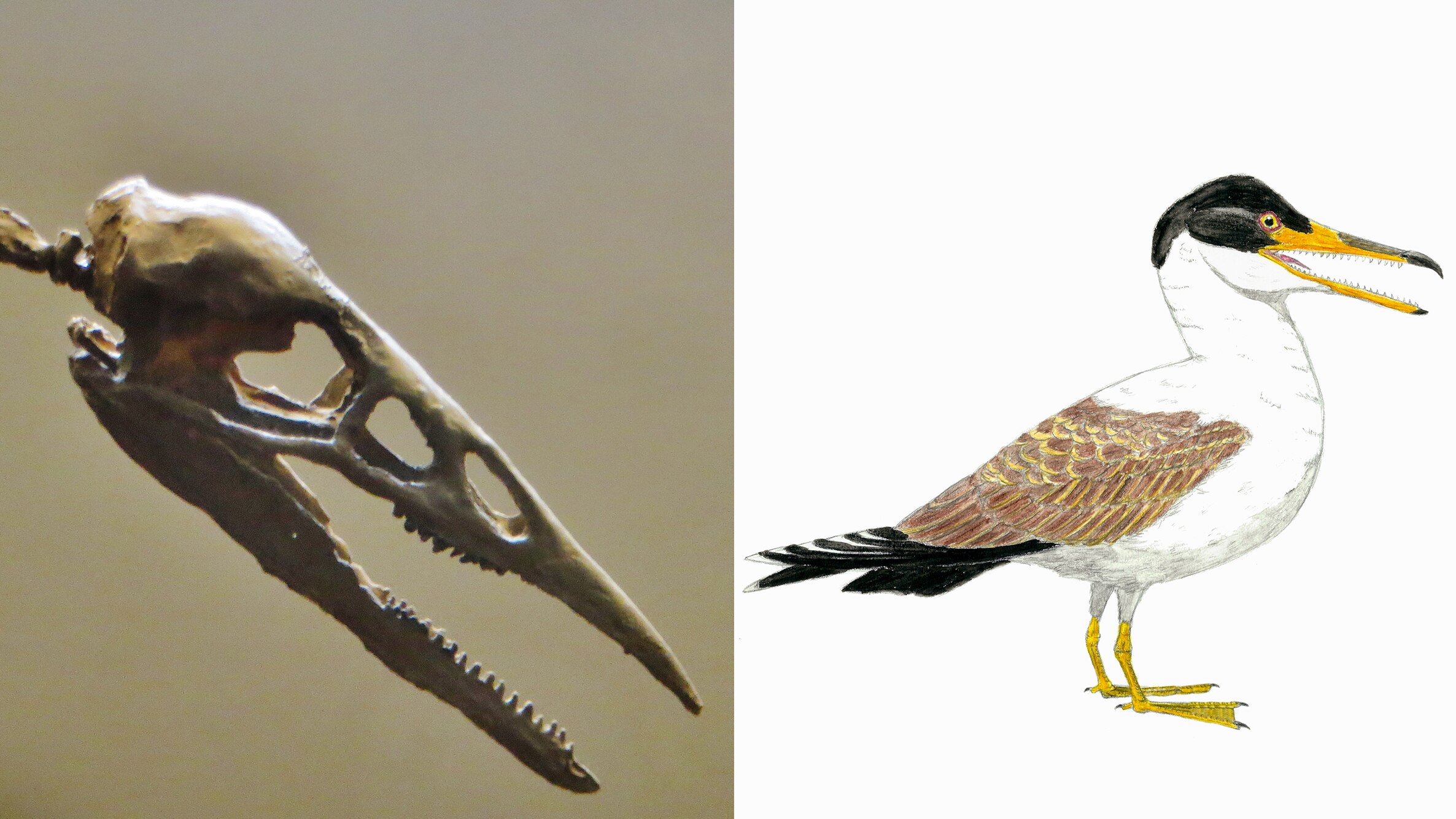 How did birds survive while dinosaurs went extinct? - ABC Education