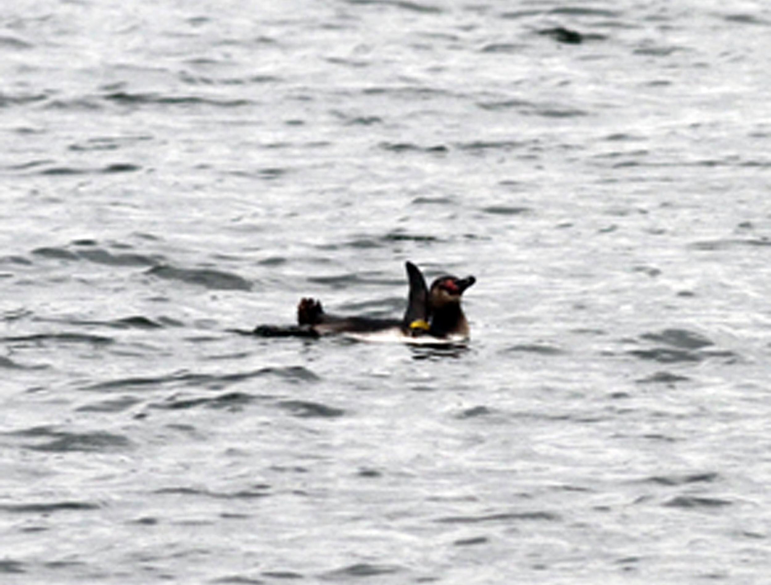 AWOL penguin captured alive and well in Japan - ABC News